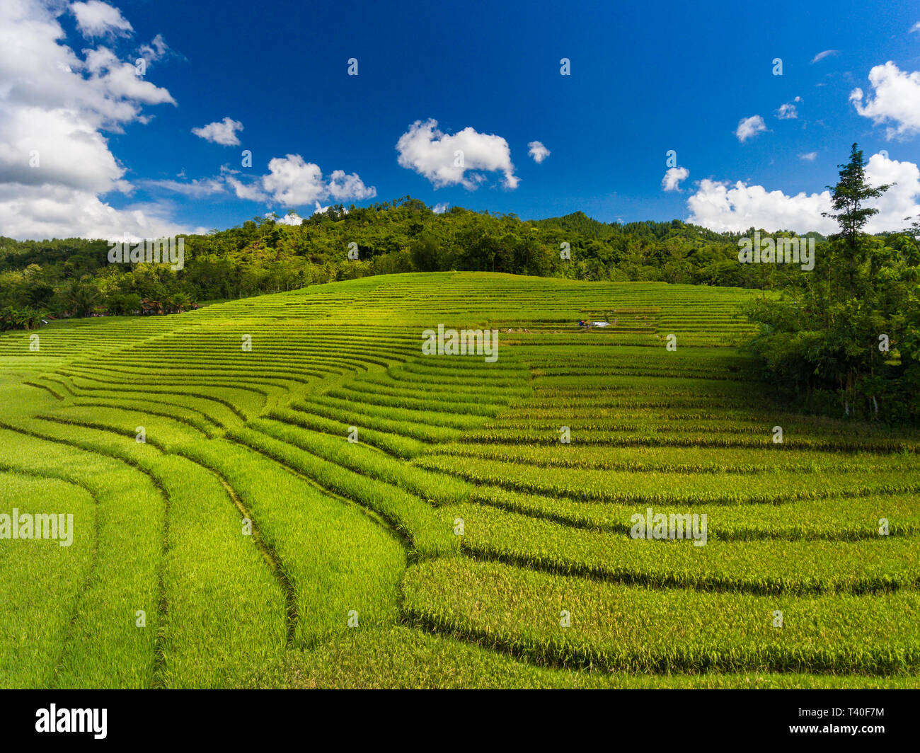 Splendid view of Java terraced paddy rice fields Stock Photo - Alamy