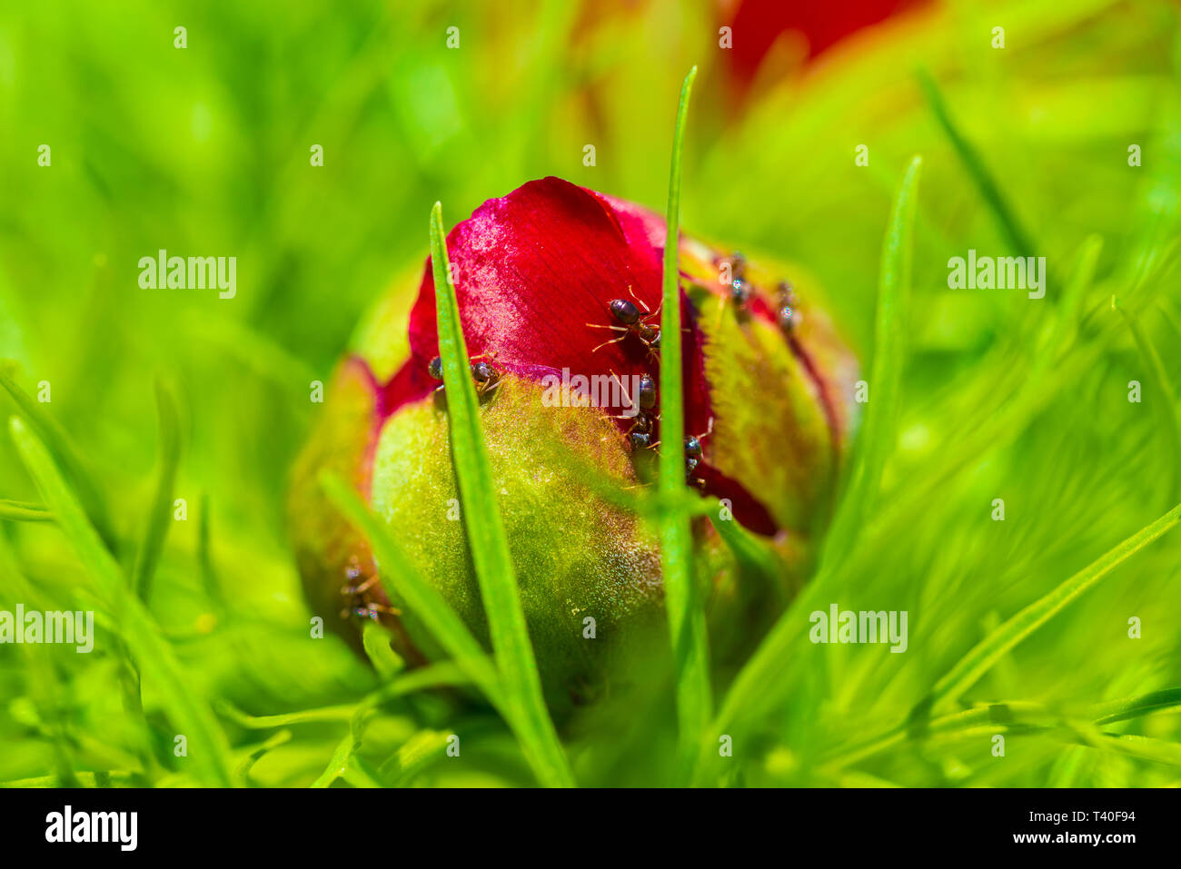 Campie hi-res stock photography and images - Alamy