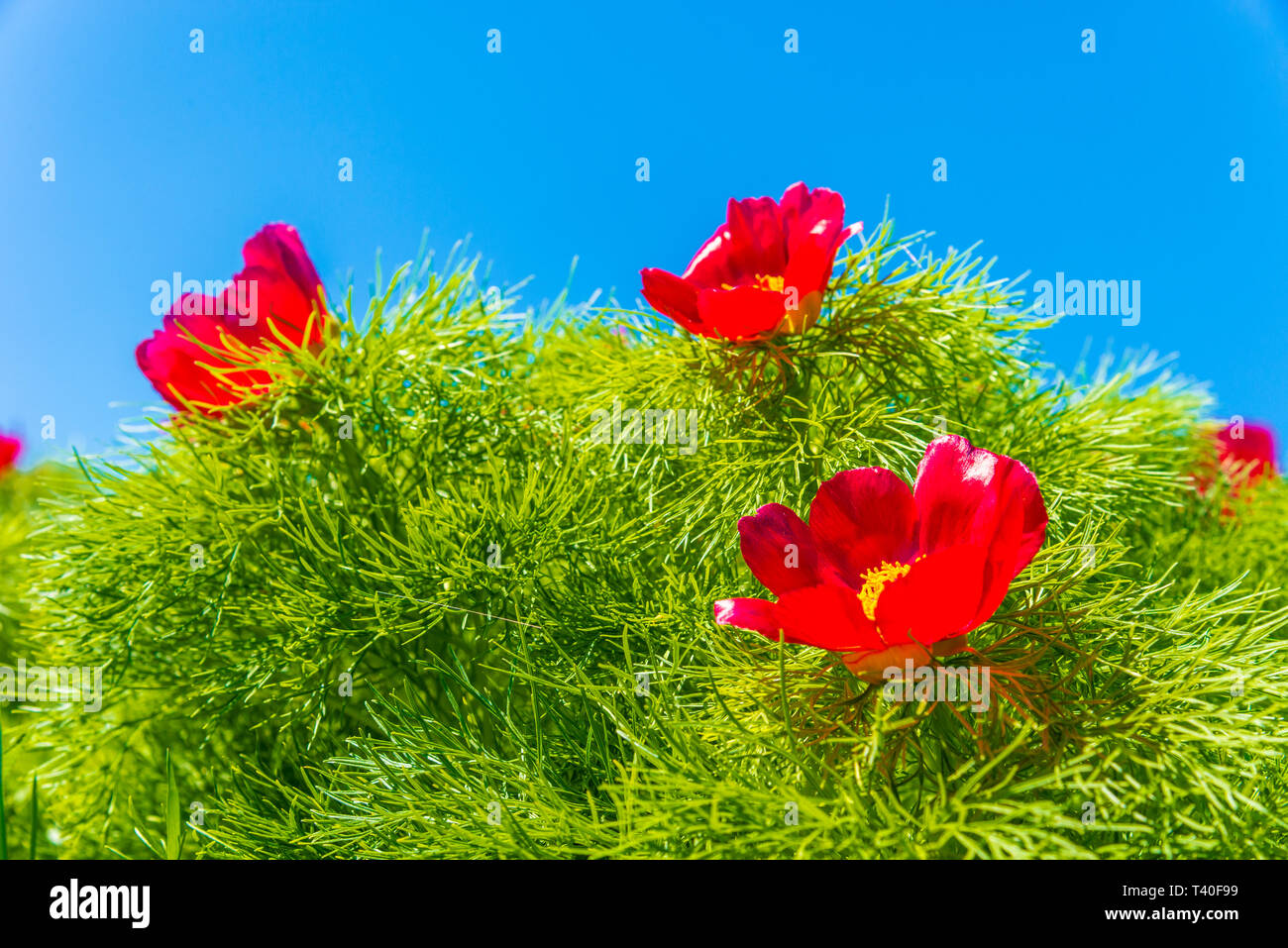 Red peonies flower in Steppe Reserve at Zau de Campie, Romania Stock ...