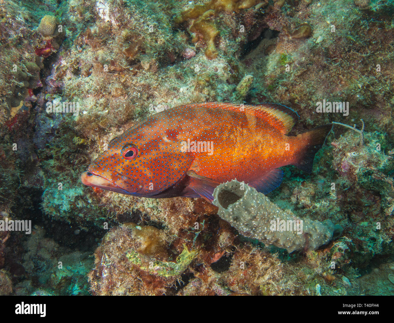 Cephalopholis fulvus hi-res stock photography and images - Alamy