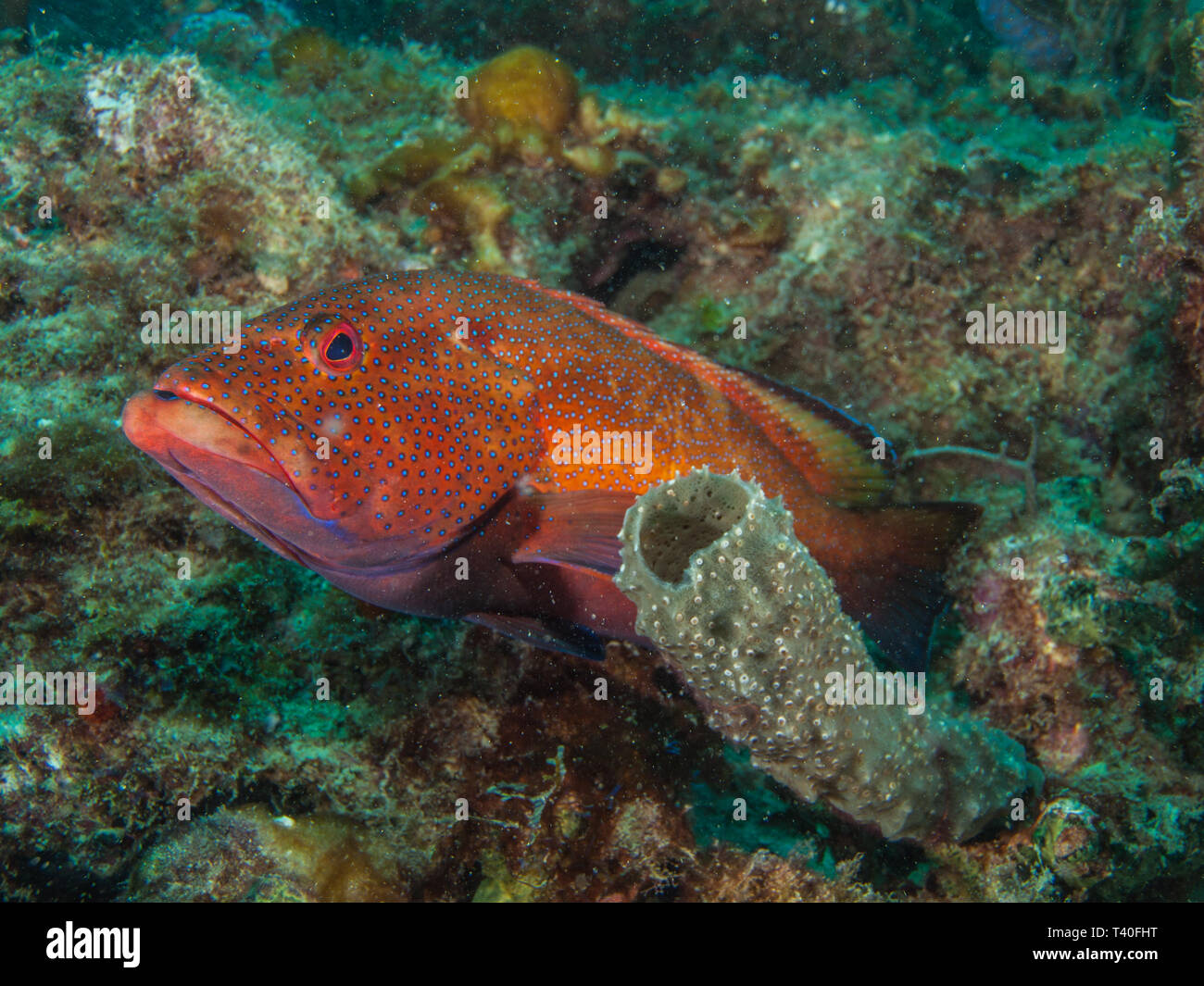 Camouflage grouper hi-res stock photography and images - Alamy