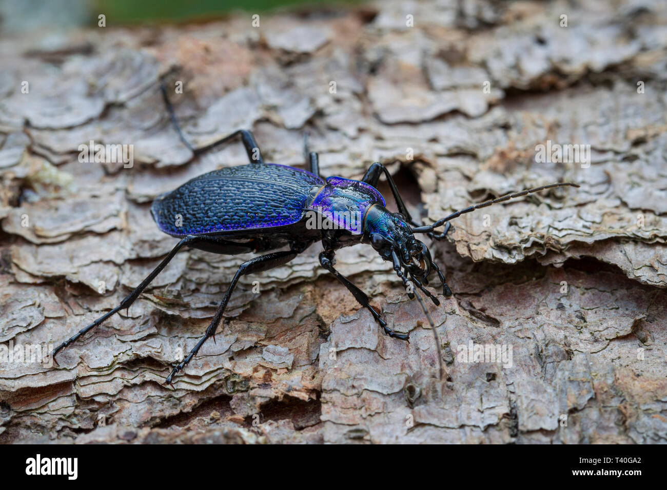 Blauvioletter Wald-Laufkaefer, Carabus problematicus, beetle Stock ...