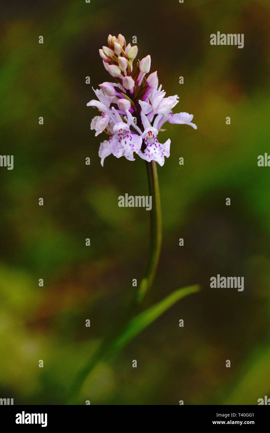 Orchid sp. - Dactylorhiza sp. grow in forest with natural background ...