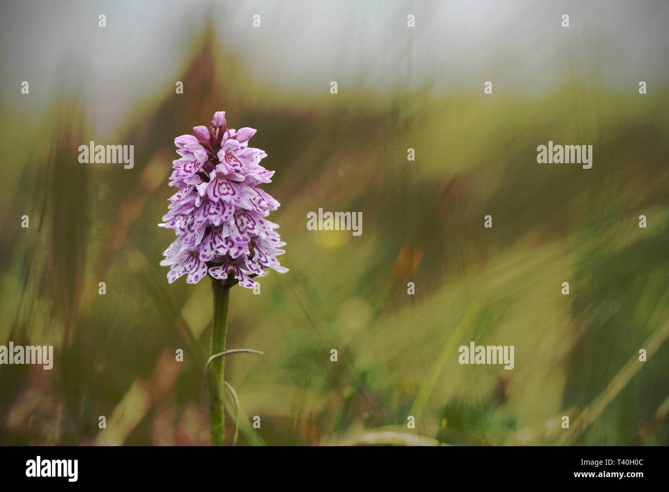 Orchid sp. - Dactylorhiza sp. grow in forest with natural background ...