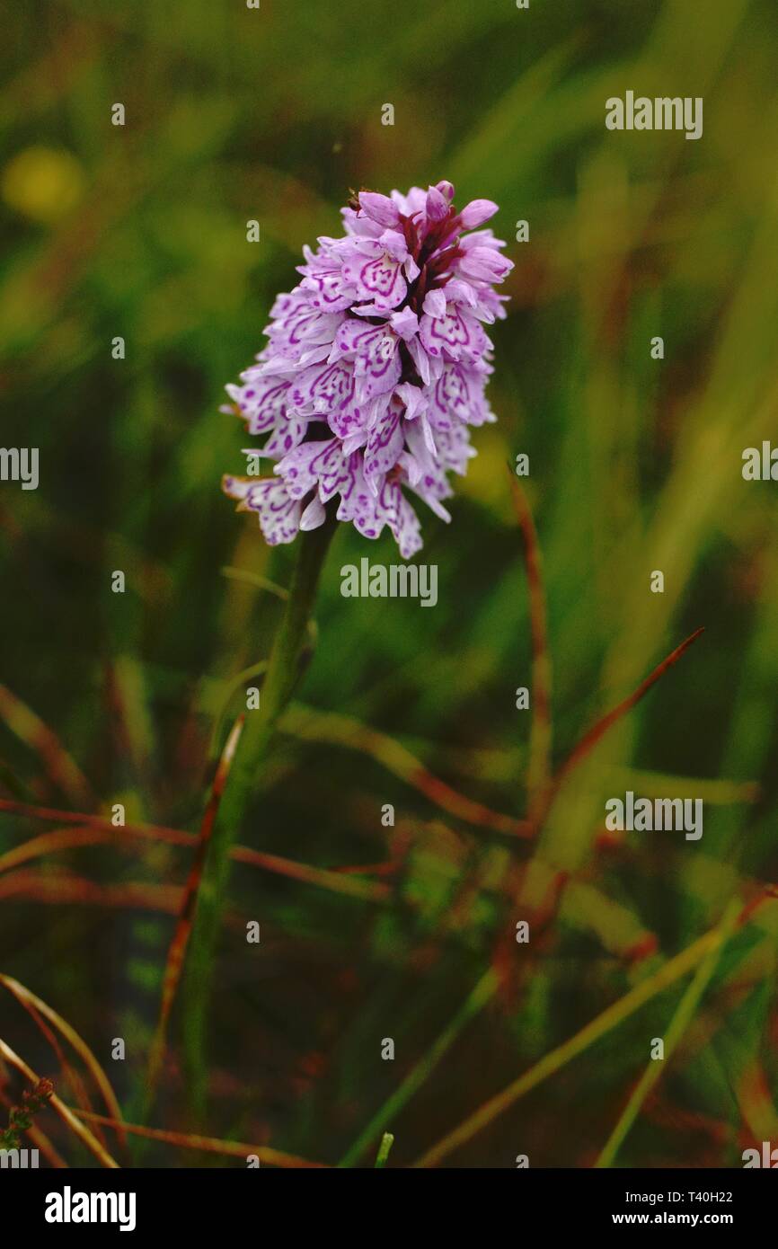 Orchid sp. - Dactylorhiza sp. grow in forest with natural background ...