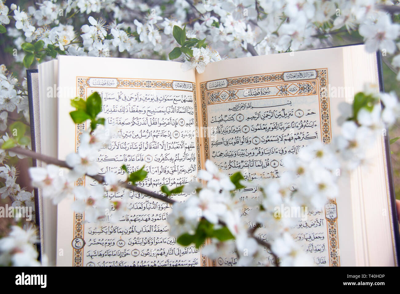 Holy book of Muslims around the world. An open page of Quran Stock ...