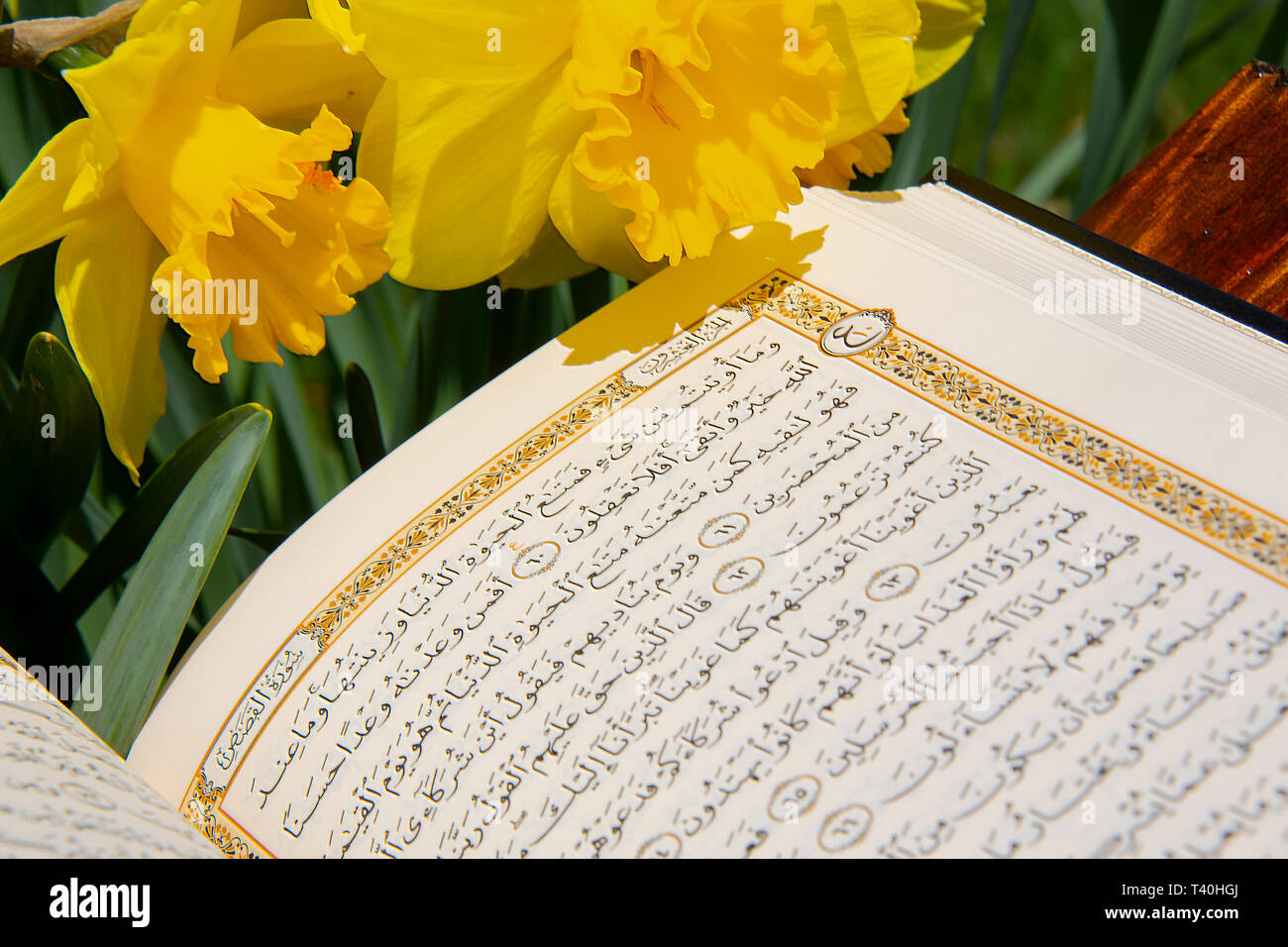Holy book of Muslims around the world. An open page of Quran Stock ...