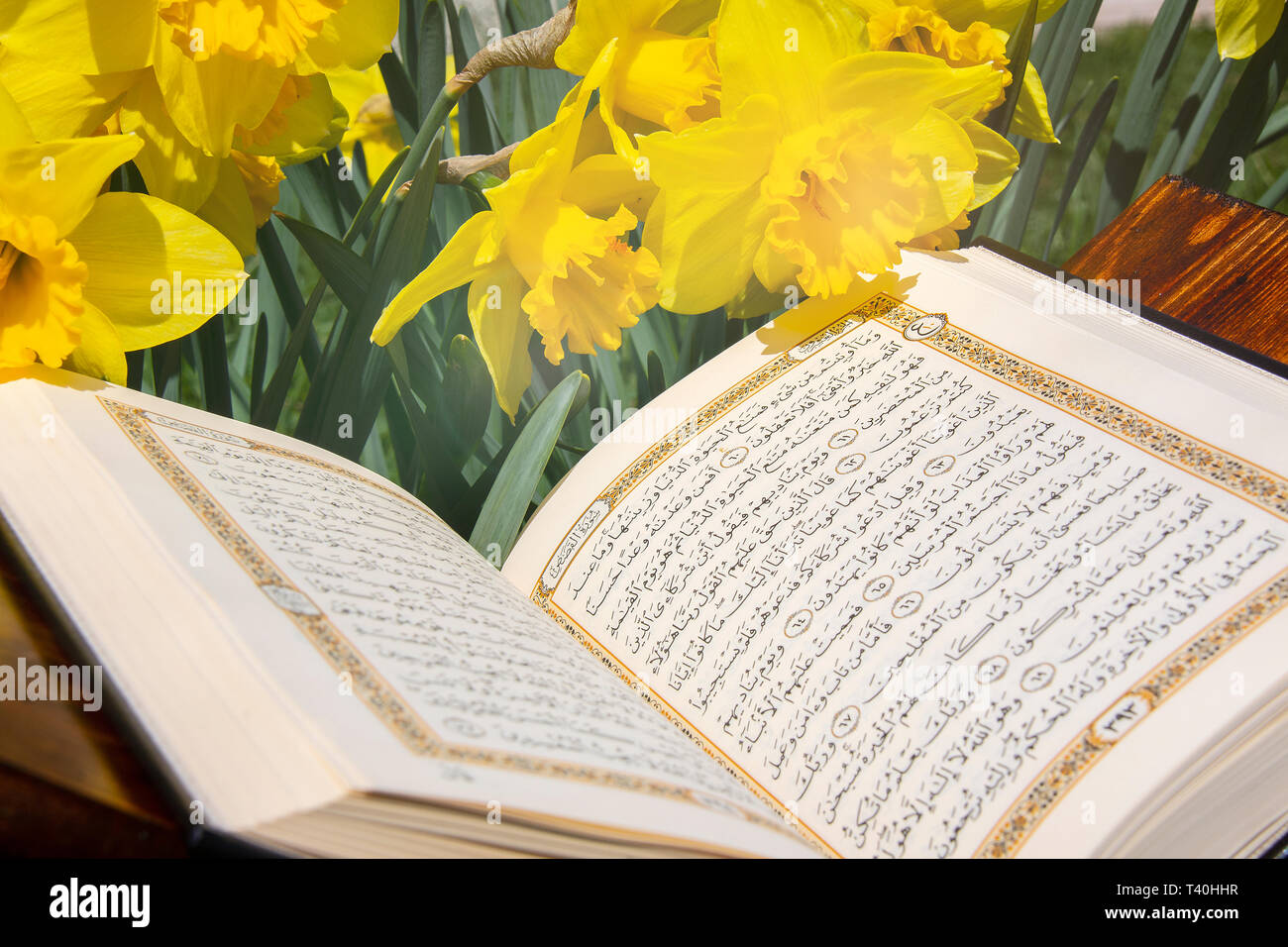 Holy book of Muslims around the world. An open page of Quran Stock ...