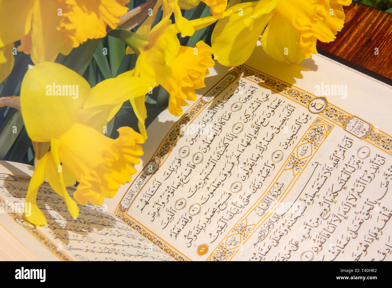 Holy book of Muslims around the world. An open page of Quran Stock ...