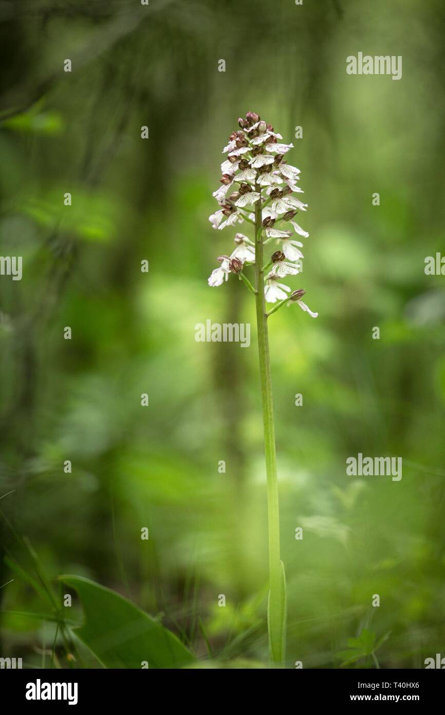 Beautiful (Orchis purpurea) Lady Orchidd grow in forest with natural ...