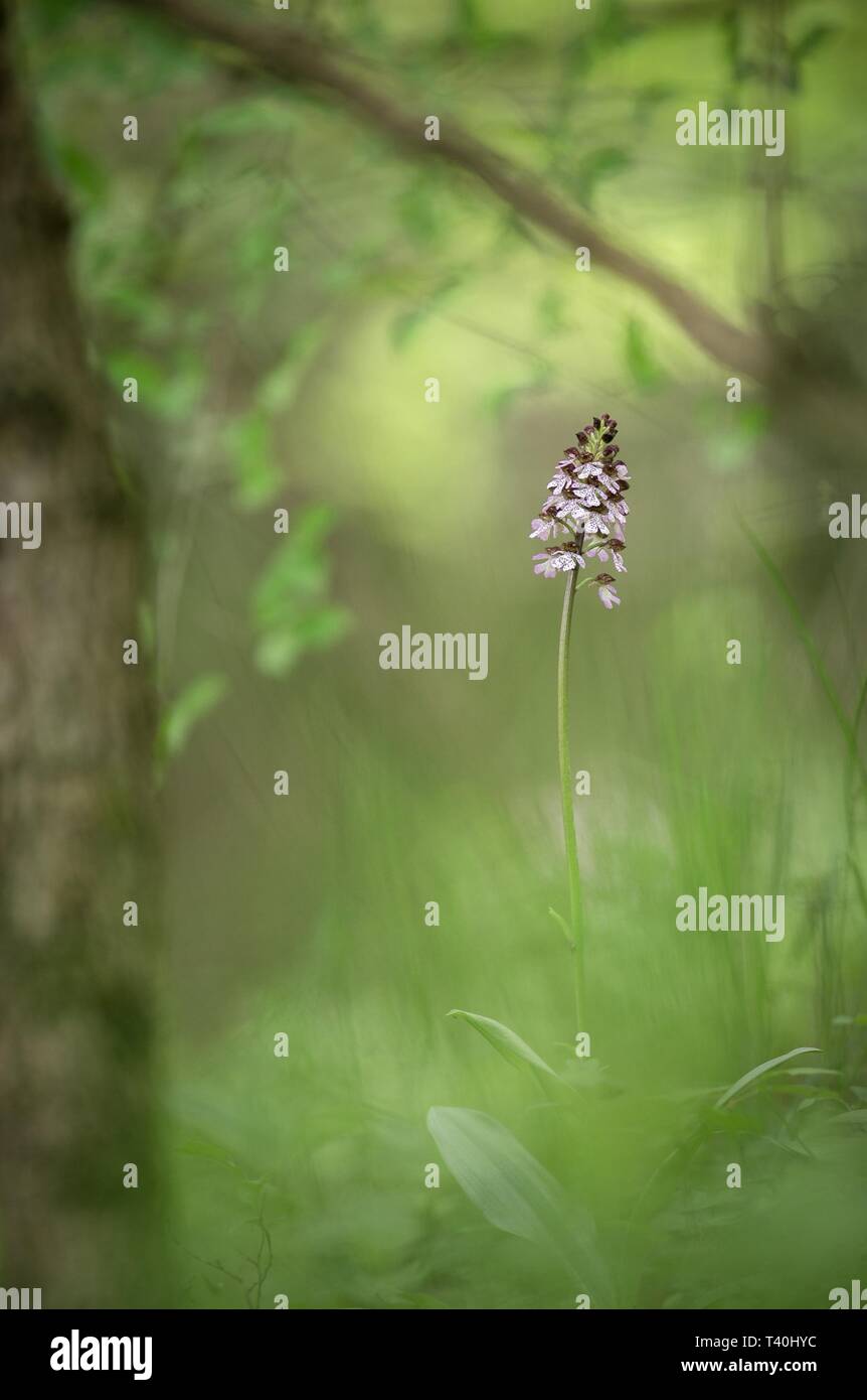 Beautiful (Orchis purpurea) Lady Orchidd grow in forest with natural ...