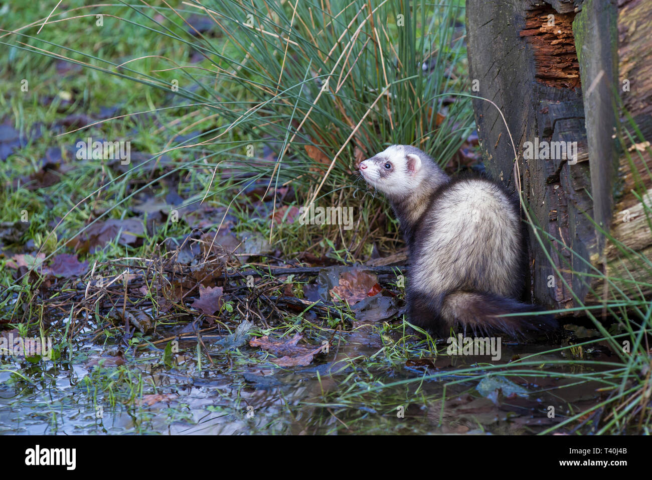 Frettchen, Mustela putorius furo, ferret Stock Photo - Alamy
