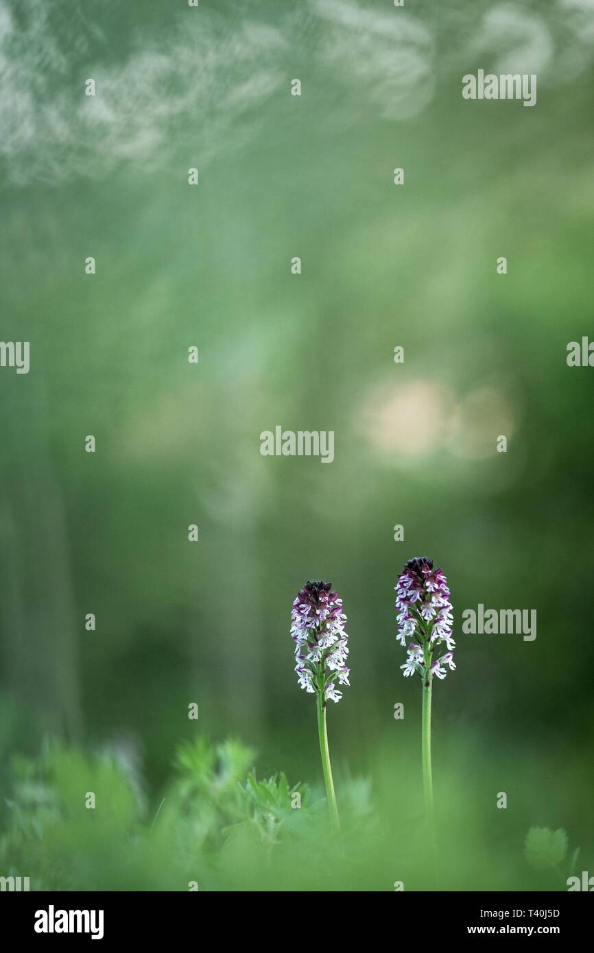Beautiful orchid Orchis ustulata grow in forest with natural background ...