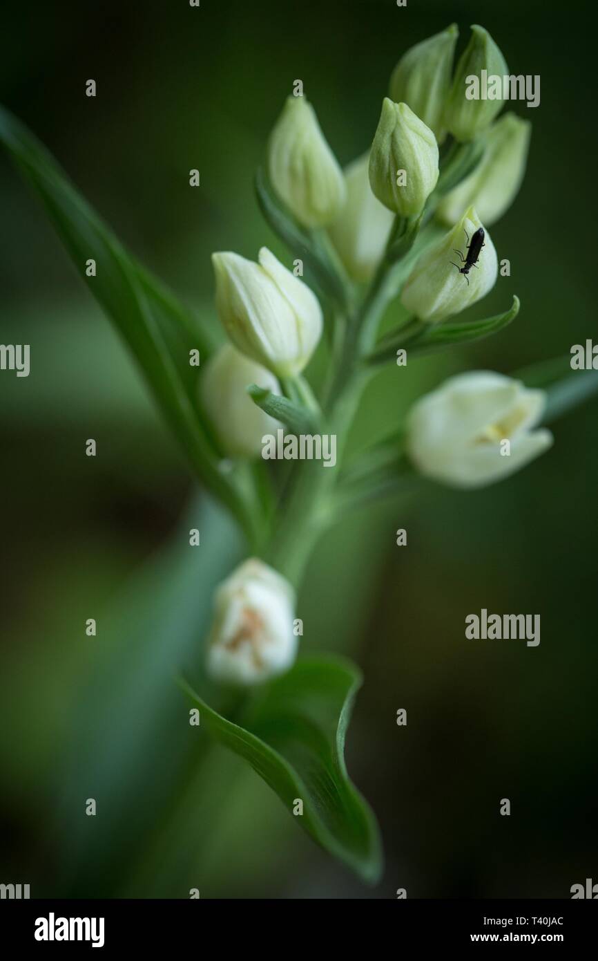 Cephalanthera damasonium, White Helleborine orchid grow in forest with ...