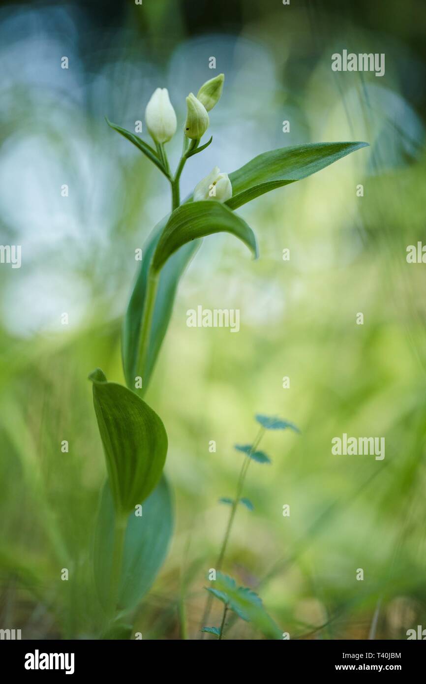 Cephalanthera damasonium, White Helleborine orchid grow in forest with ...