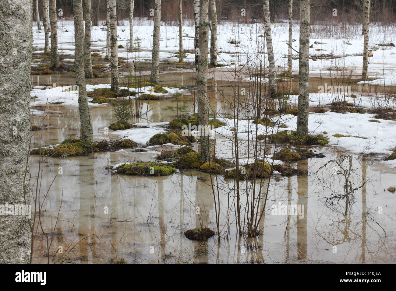 Reflections of trees in water hi-res stock photography and images - Alamy