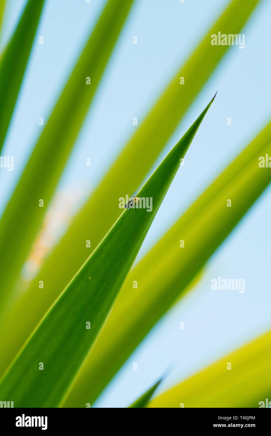 Yucca leaves hi-res stock photography and images - Alamy