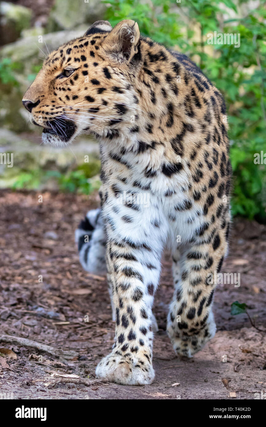 Adult Amur Leopard. A species of leopard indigenous to southeastern ...