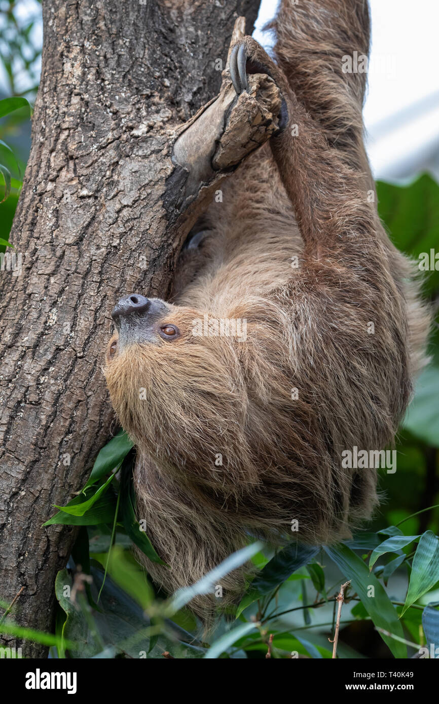 Two-toed sloth, Choloepus didactylus, hanging in a tree. This nocturnal ...