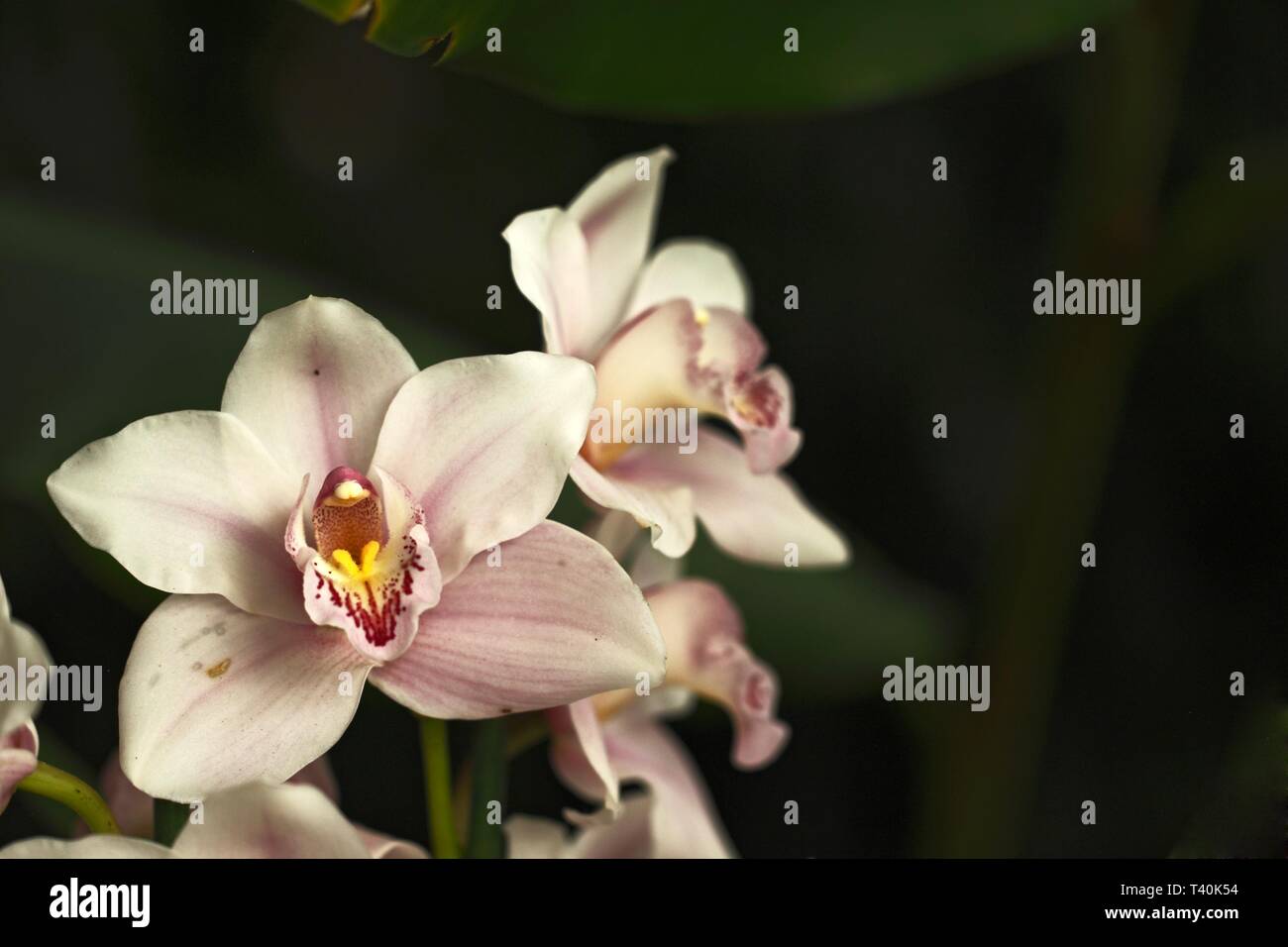 Beautiful orchid flower grow in tropical garden with natural background ...