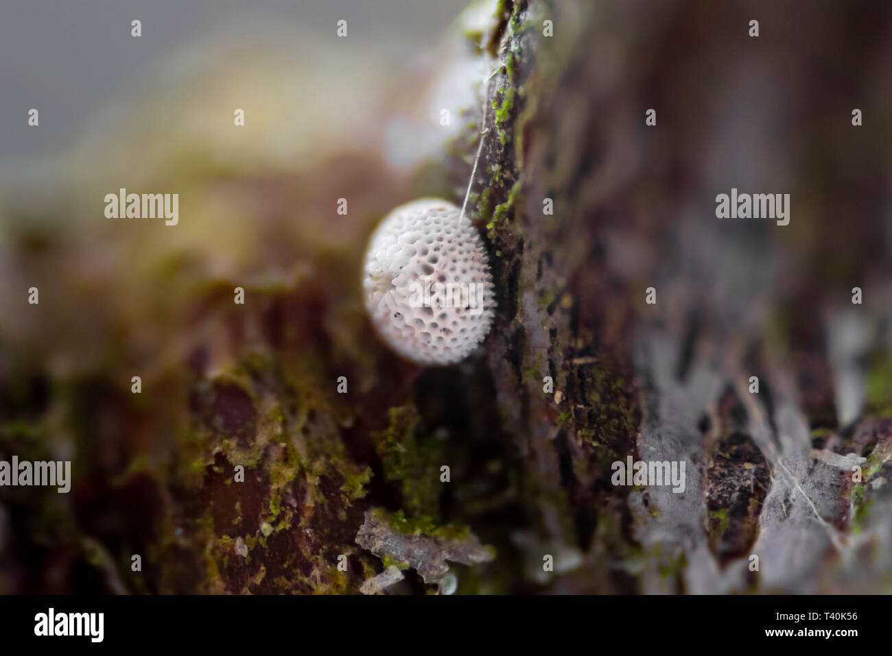 Eggs of stick insect hi-res stock photography and images - Alamy