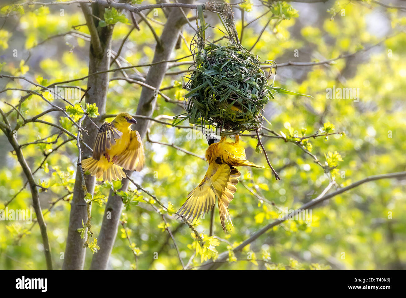 Yellow backed weaver hi-res stock photography and images - Alamy