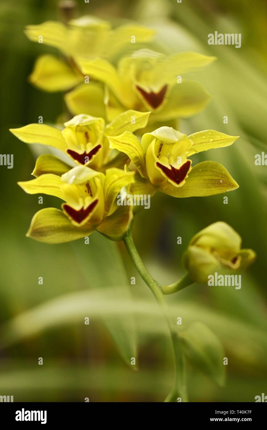 Beautiful orchid flower grow in tropical garden with natural background ...