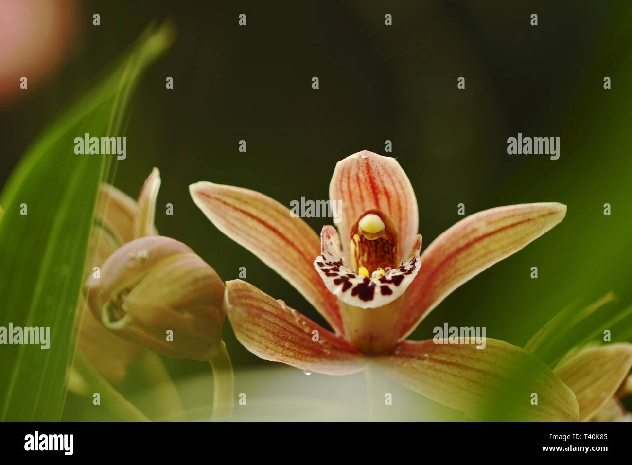 Beautiful orchid flower grow in tropical garden with natural background ...