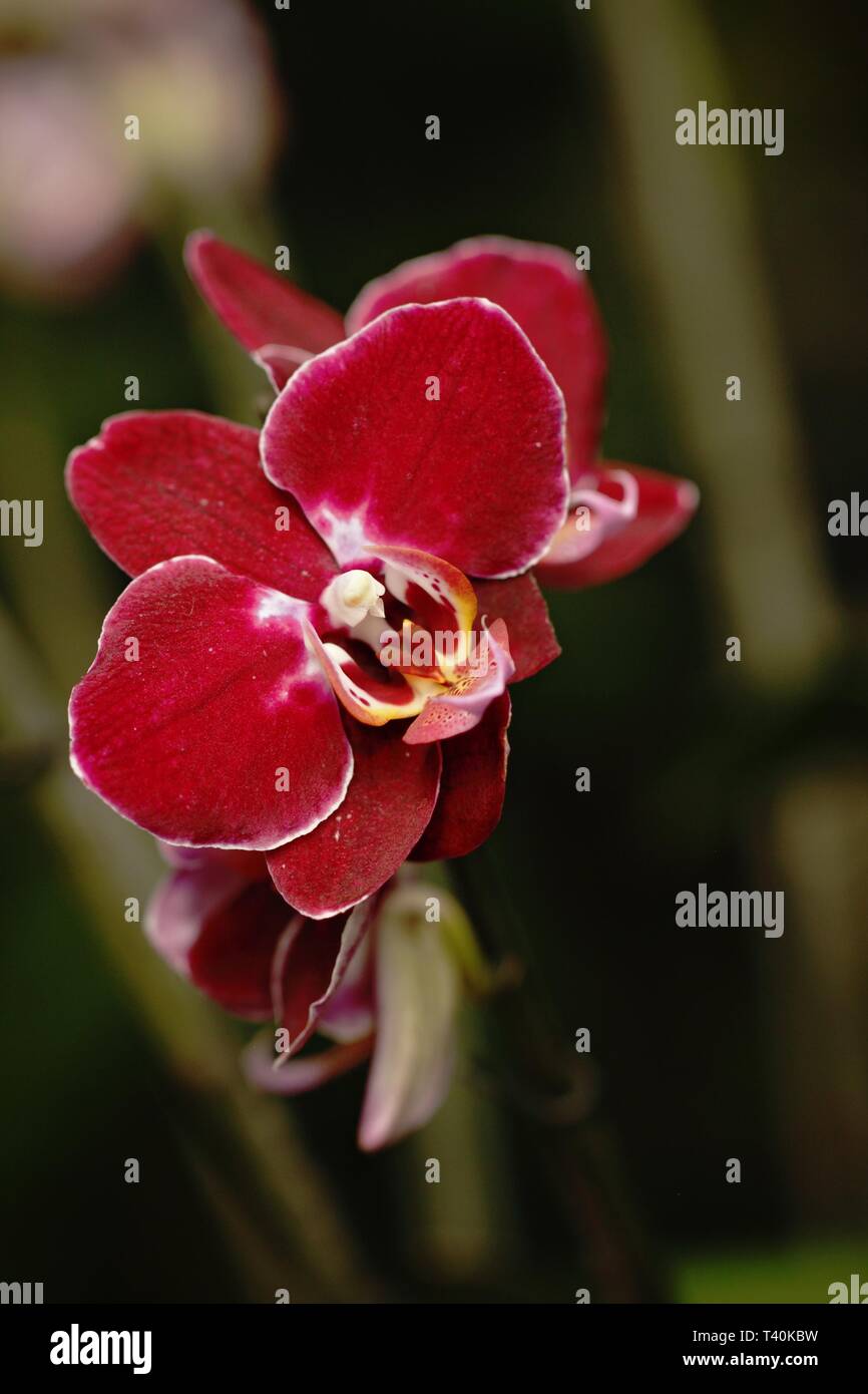 Beautiful orchid flower grow in tropical garden with natural background ...