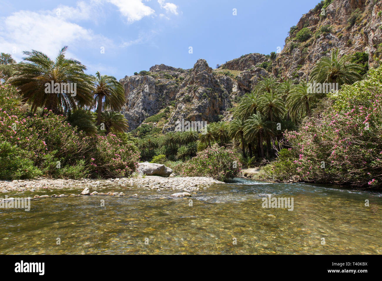 Orleanderblueten hi-res stock photography and images - Alamy