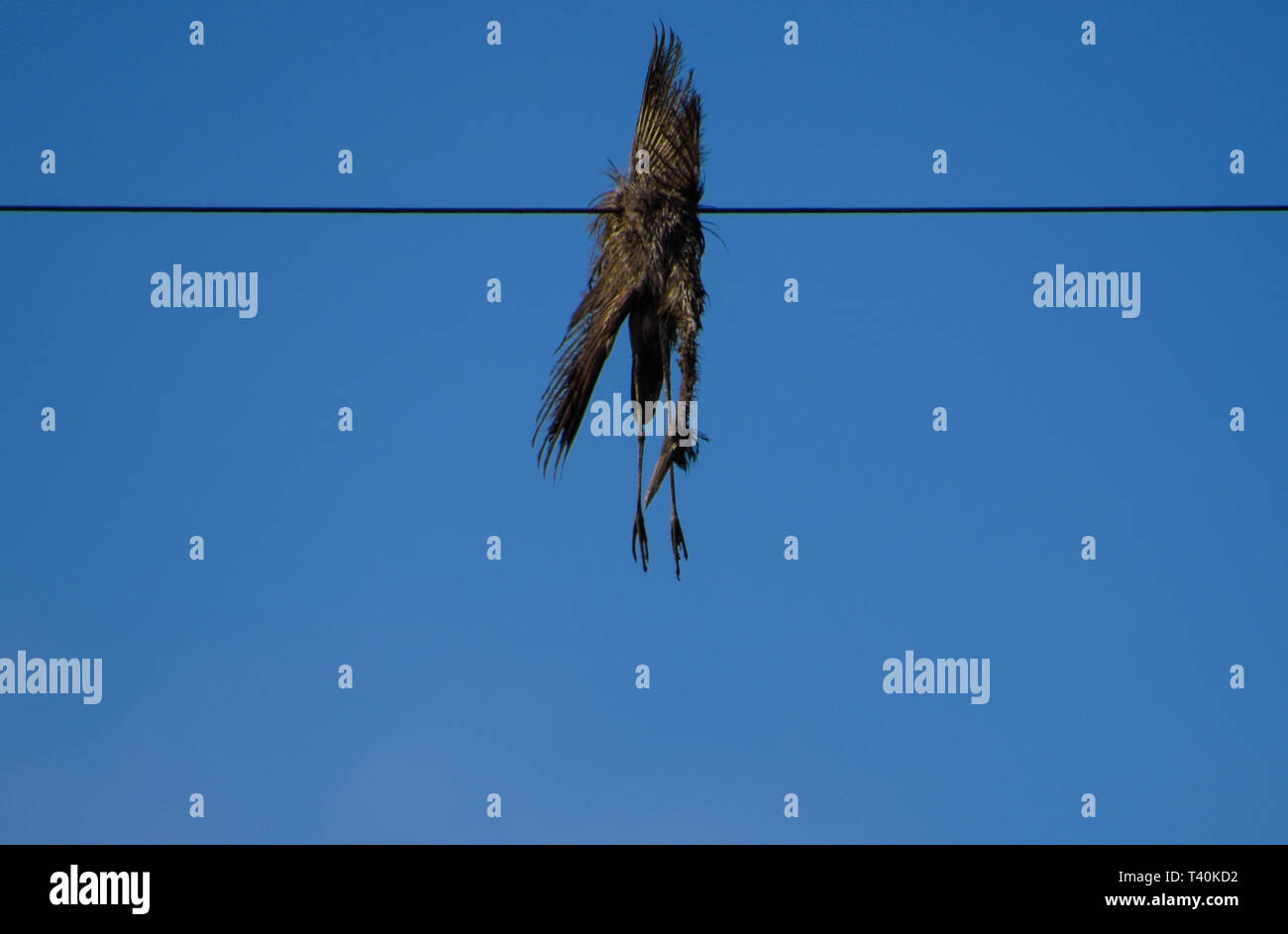 Dead bird on the wire. An electric bird killed by an electric current ...