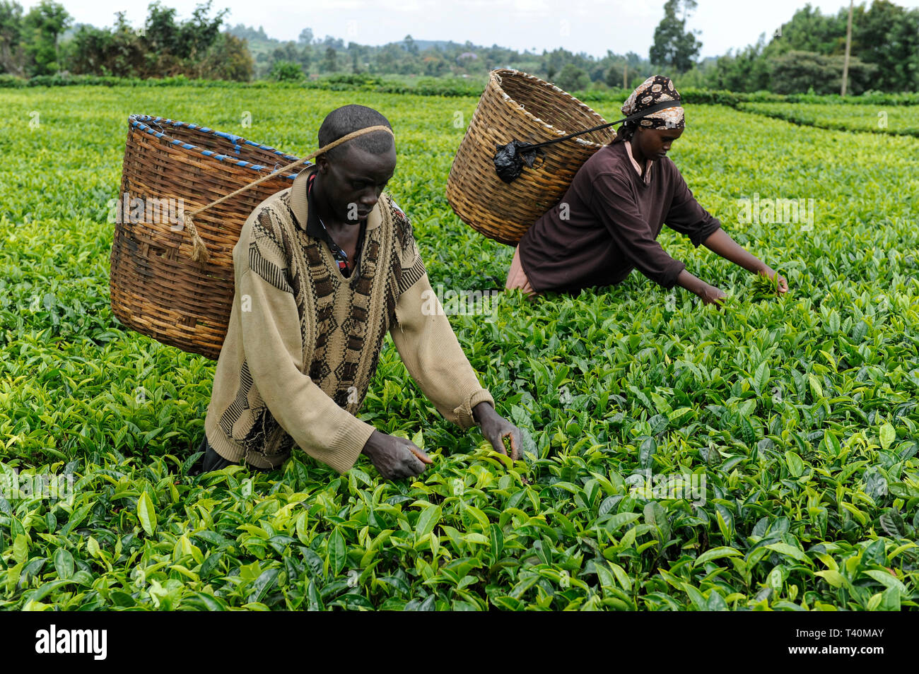 Woman pick tea leave hi-res stock photography and images - Alamy