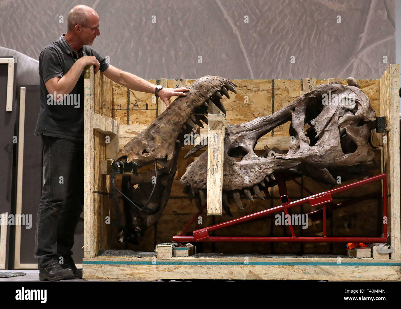Fred Deurman conservator from the Naturalis Biodiversity Center views ...