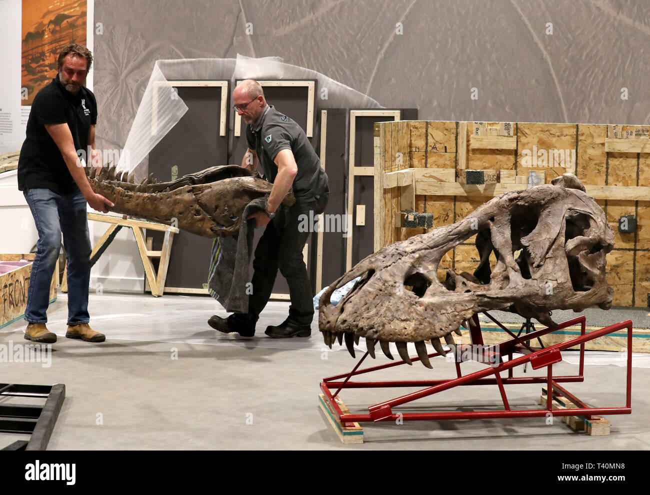 Naturalis biodiversity center move jaw t rex skeleton hi-res stock ...