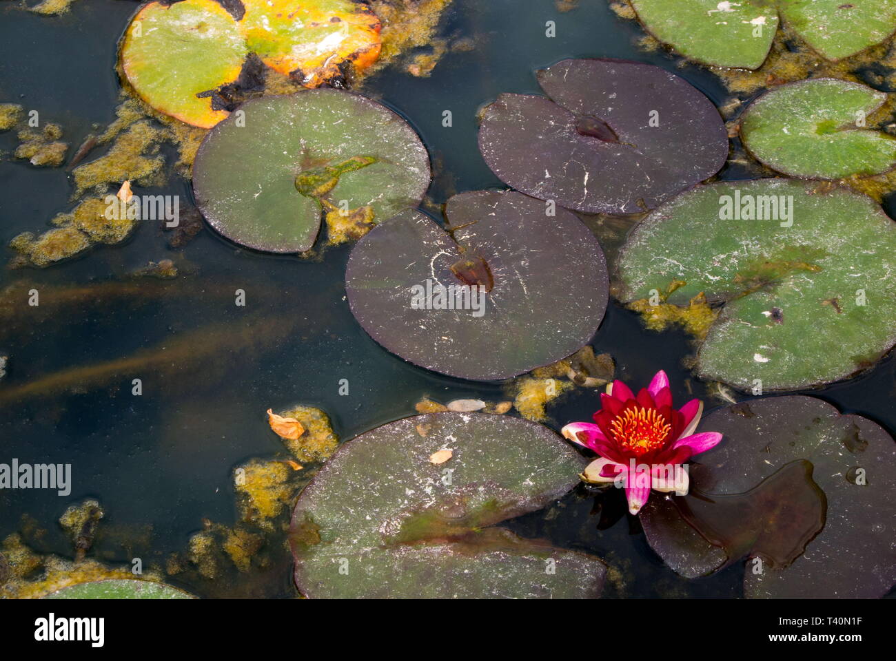Bright blooming Nymphaea in the swamp Stock Photo - Alamy