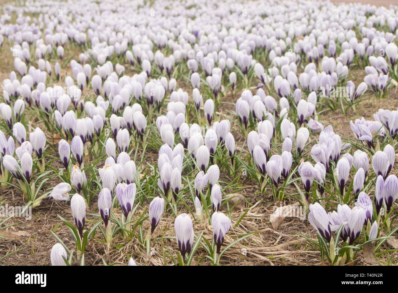 Purple snowdrops hi-res stock photography and images - Alamy