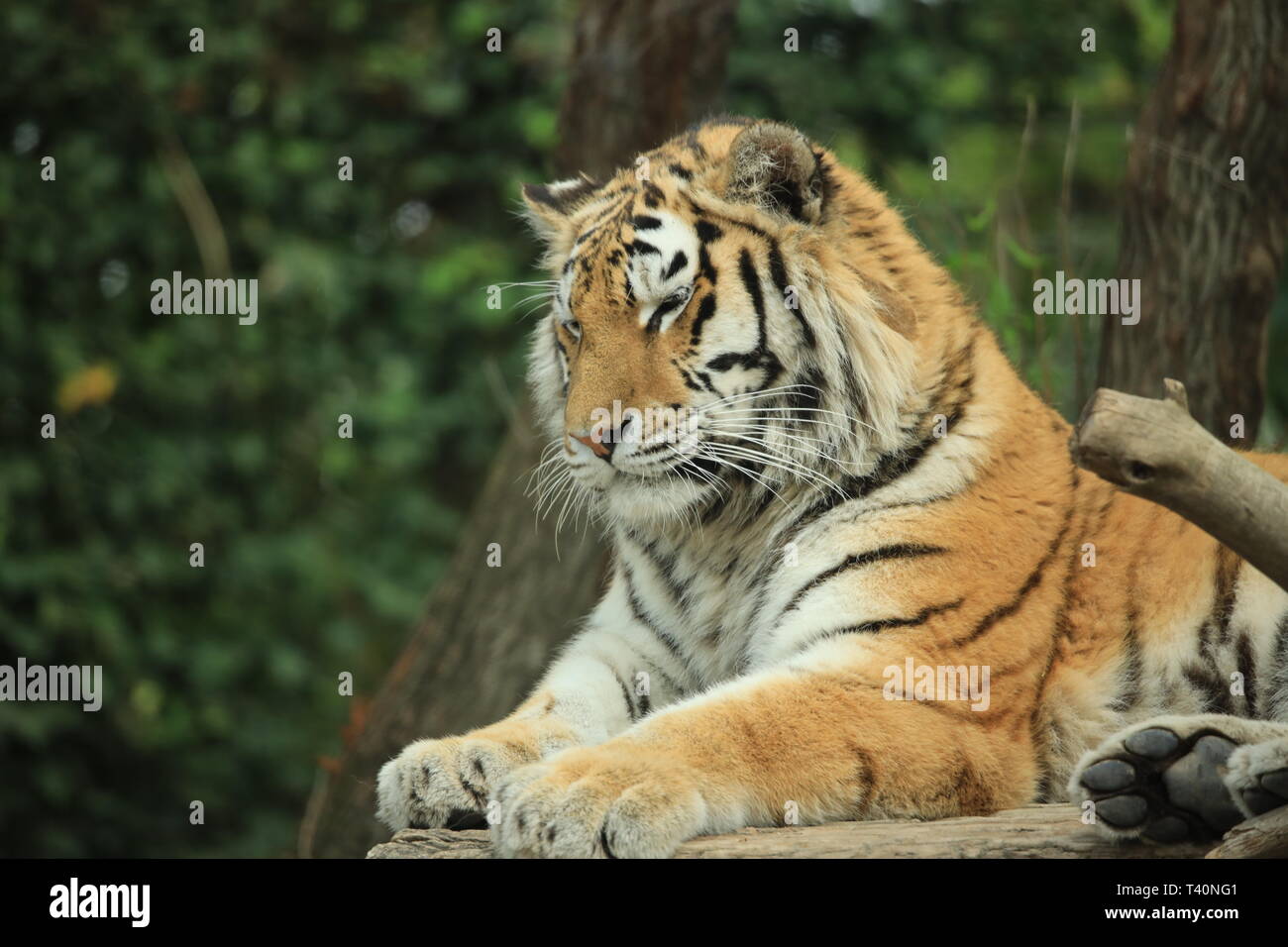 Relaxed tiger at the Parco Zoo Punta verde Lignano Sabbaidoro Italy. A ...