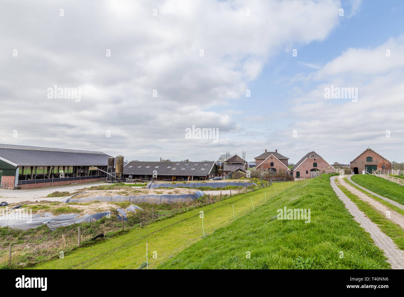 Dutch cow barn hi-res stock photography and images - Alamy