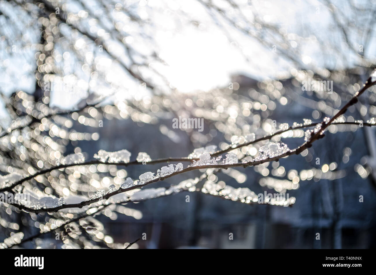 Branches covered with ice in the sun. Beautiful winter. Macro ...