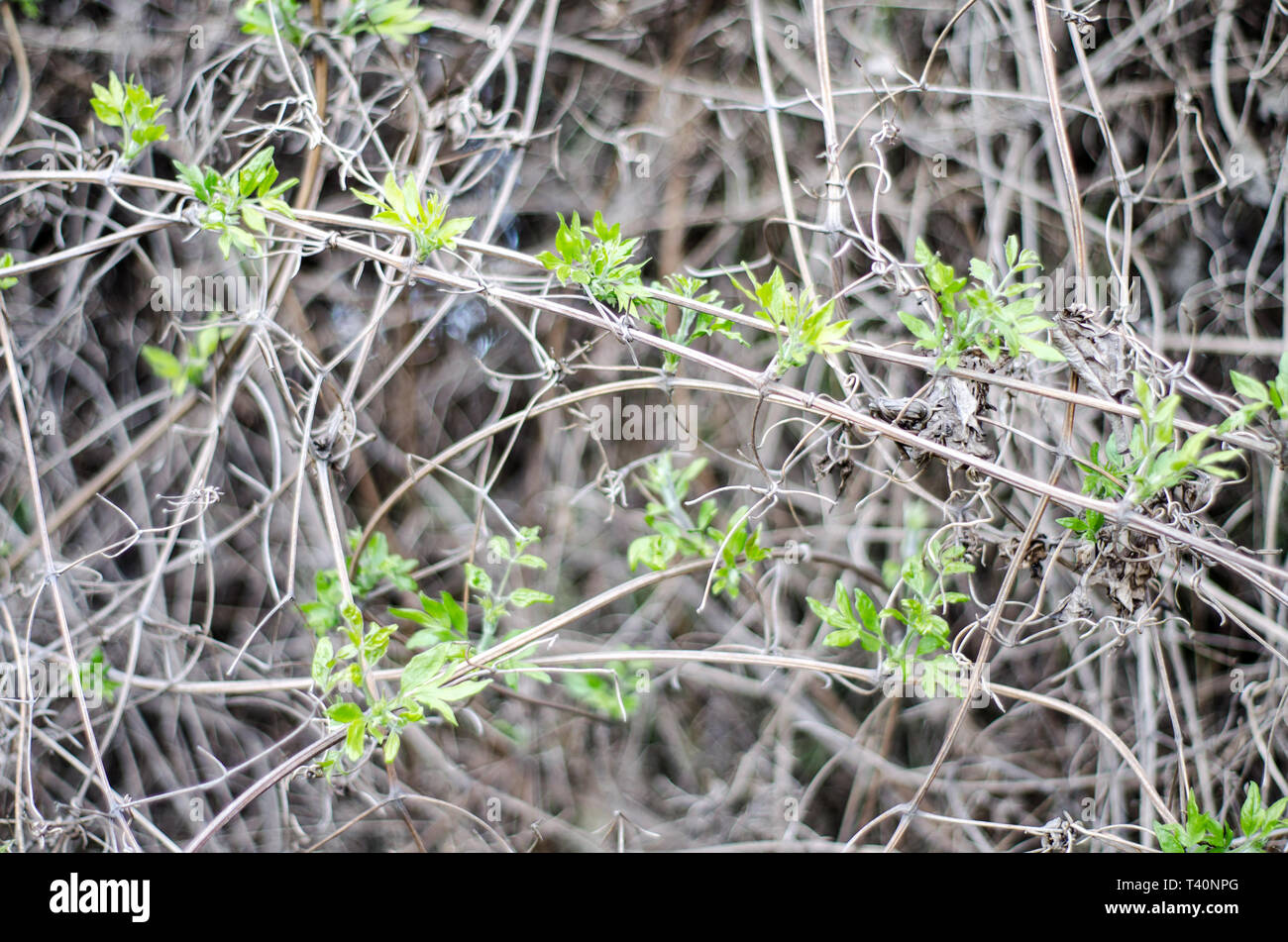 Continuous layer hi-res stock photography and images - Alamy
