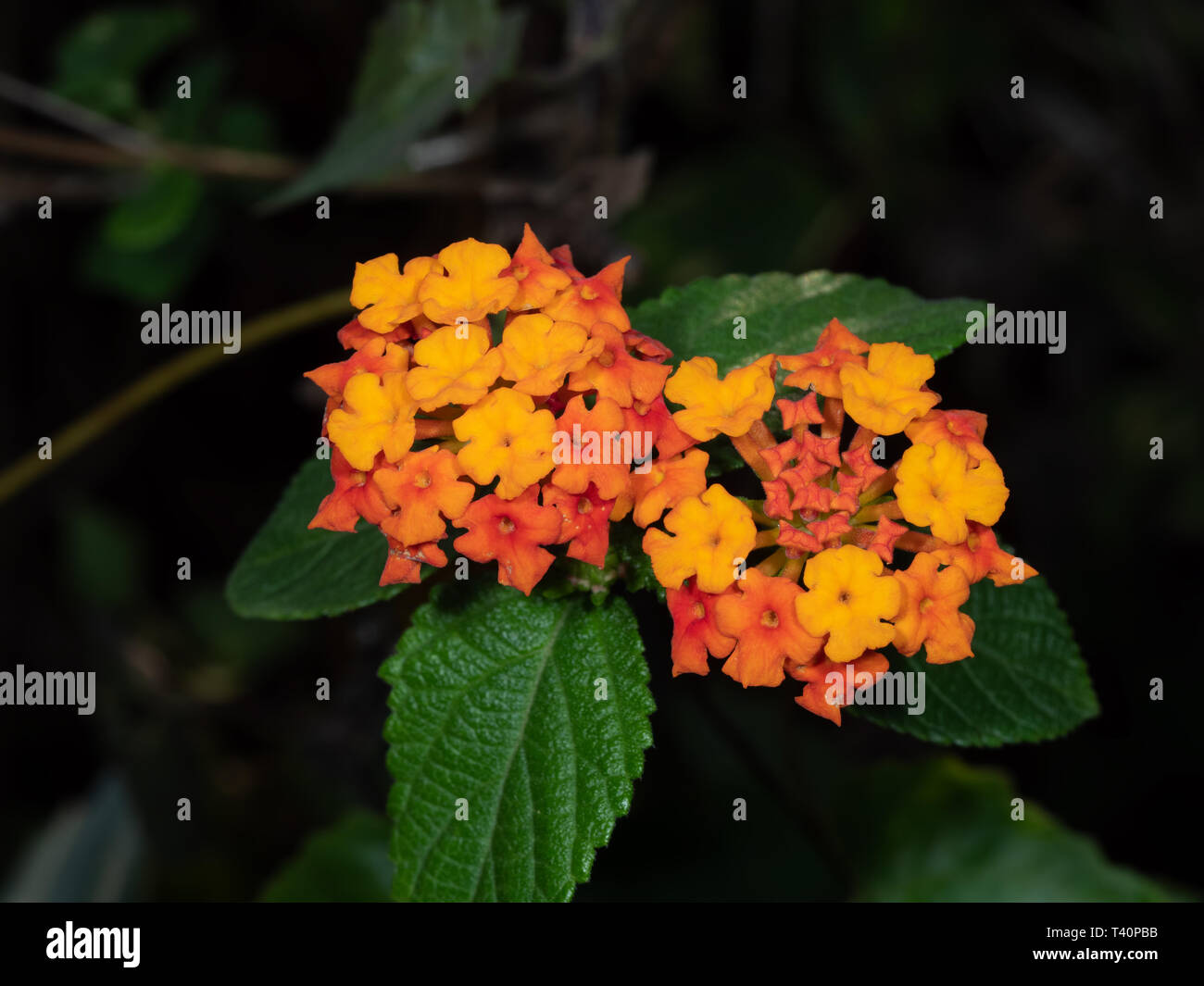 Closeup Lantana Camara Flowers with Green Leaves Isolated on Nature ...