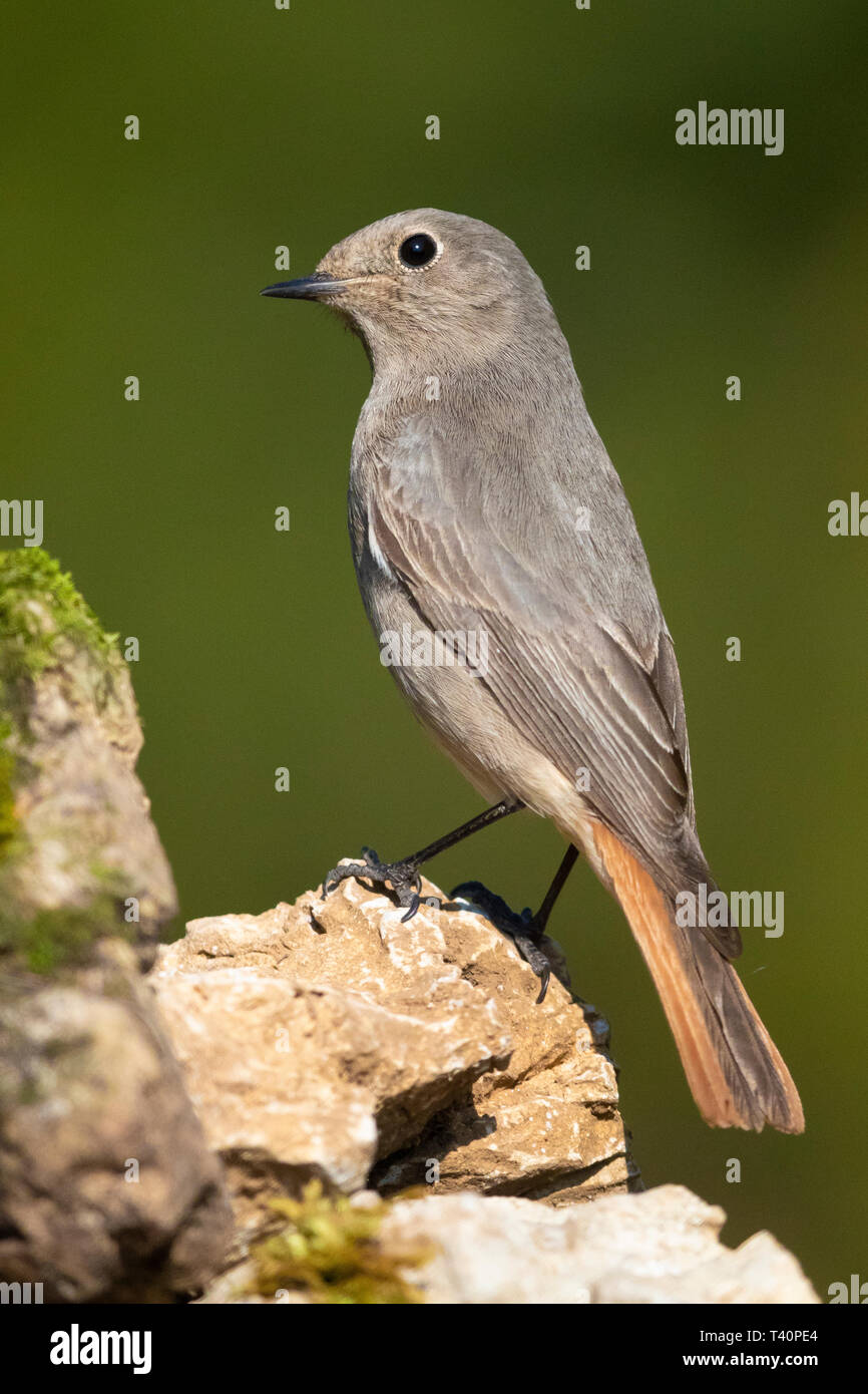 Phoenicurus ochruros hi-res stock photography and images - Alamy