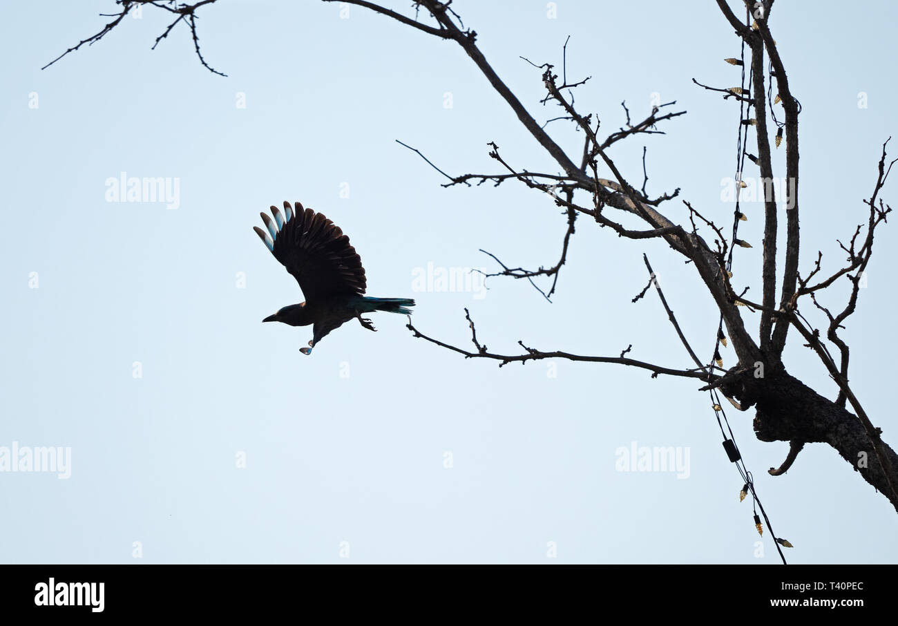 Indian roller bird in flight hi-res stock photography and images - Alamy