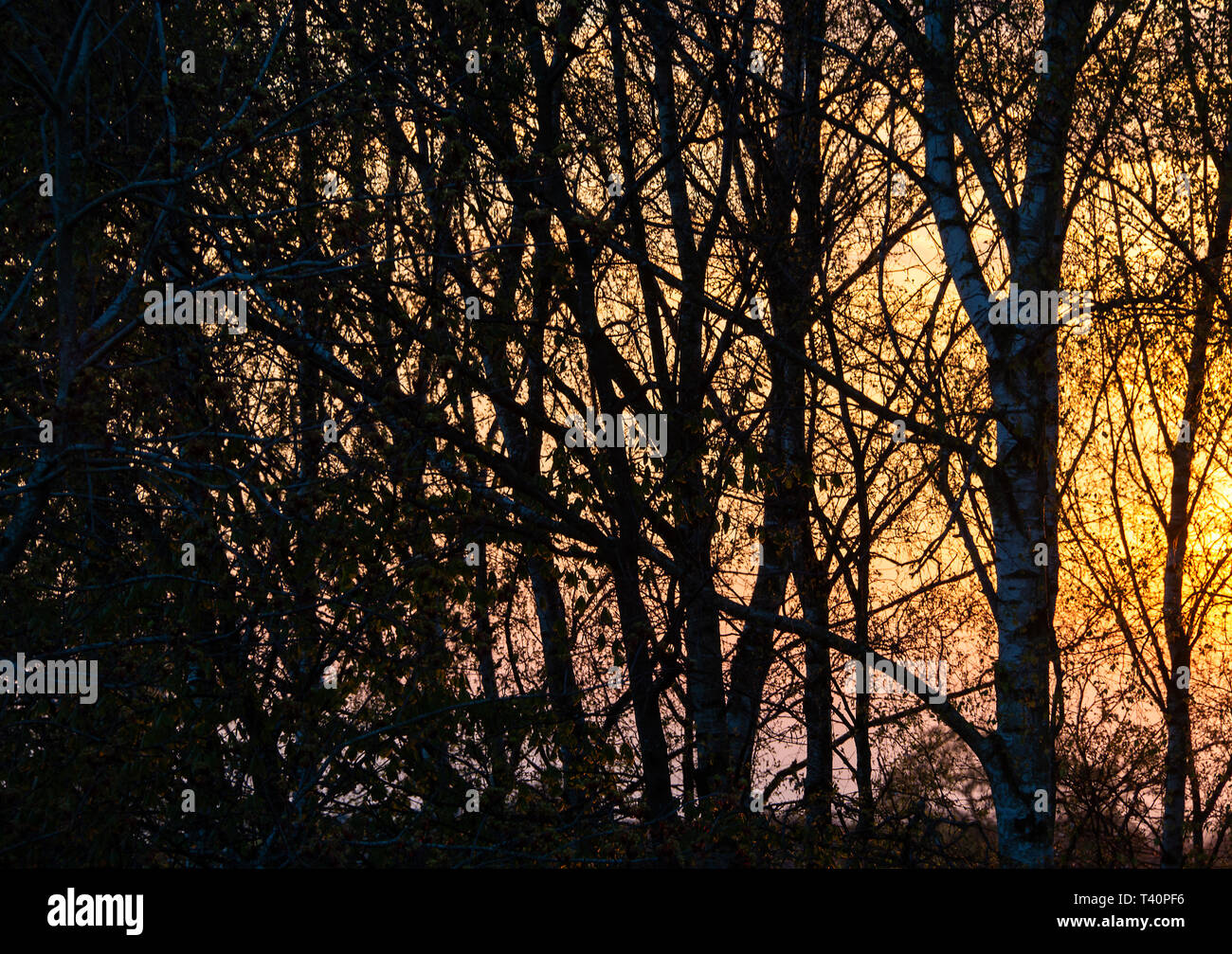 Birch Trees Garden Uk High Resolution Stock Photography and Images - Alamy