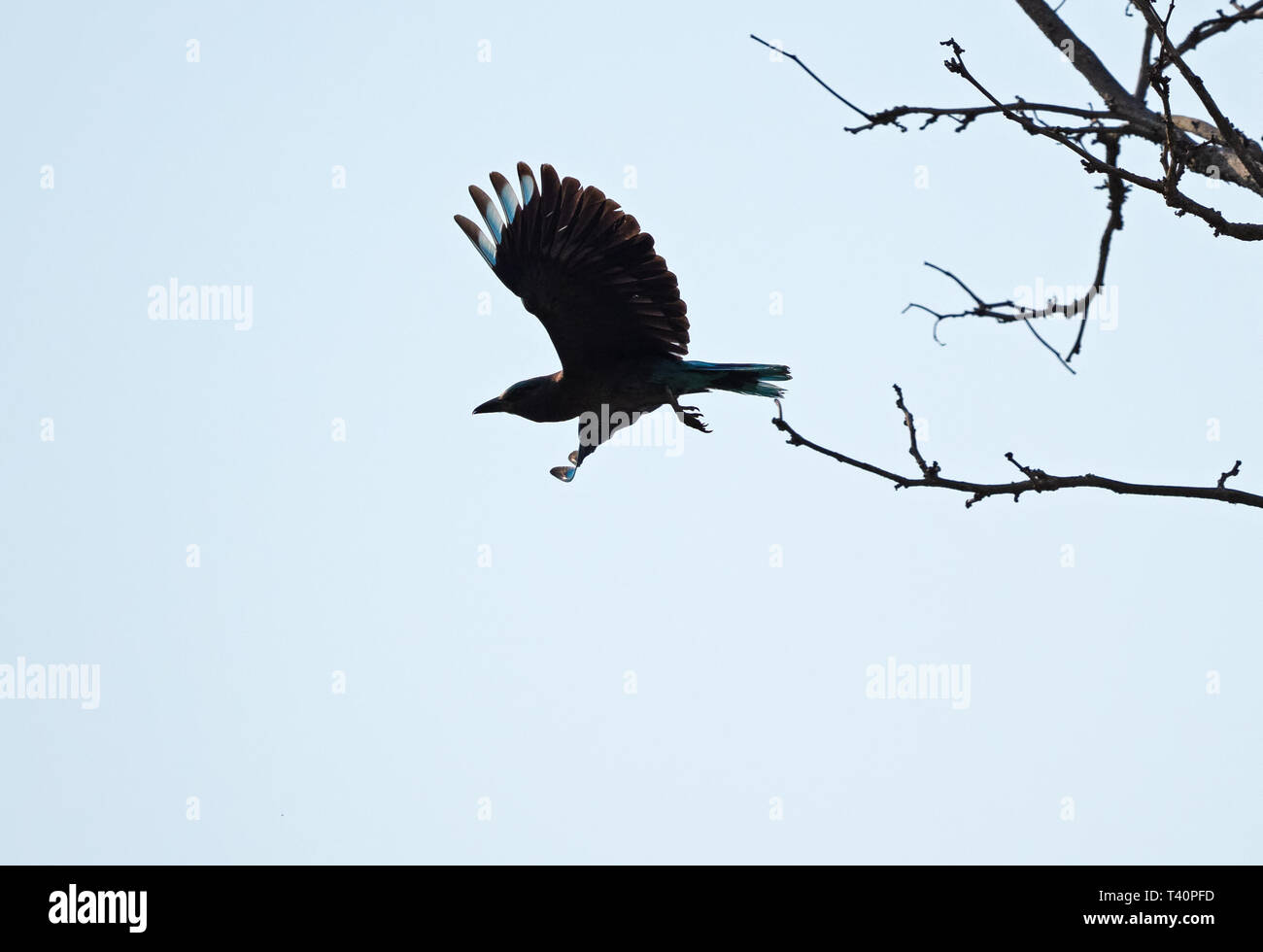 Indian roller in flight hi-res stock photography and images - Alamy
