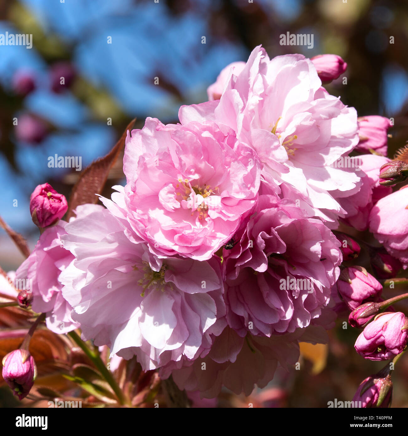 Double Cherry Blossom Flowers Pink Perfection in Full Bloom on a Cherry ...
