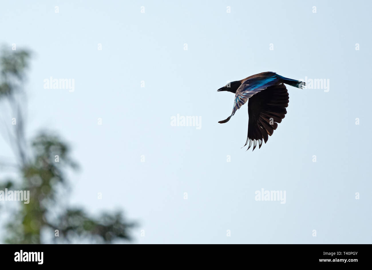 Indian roller flying hi-res stock photography and images - Alamy