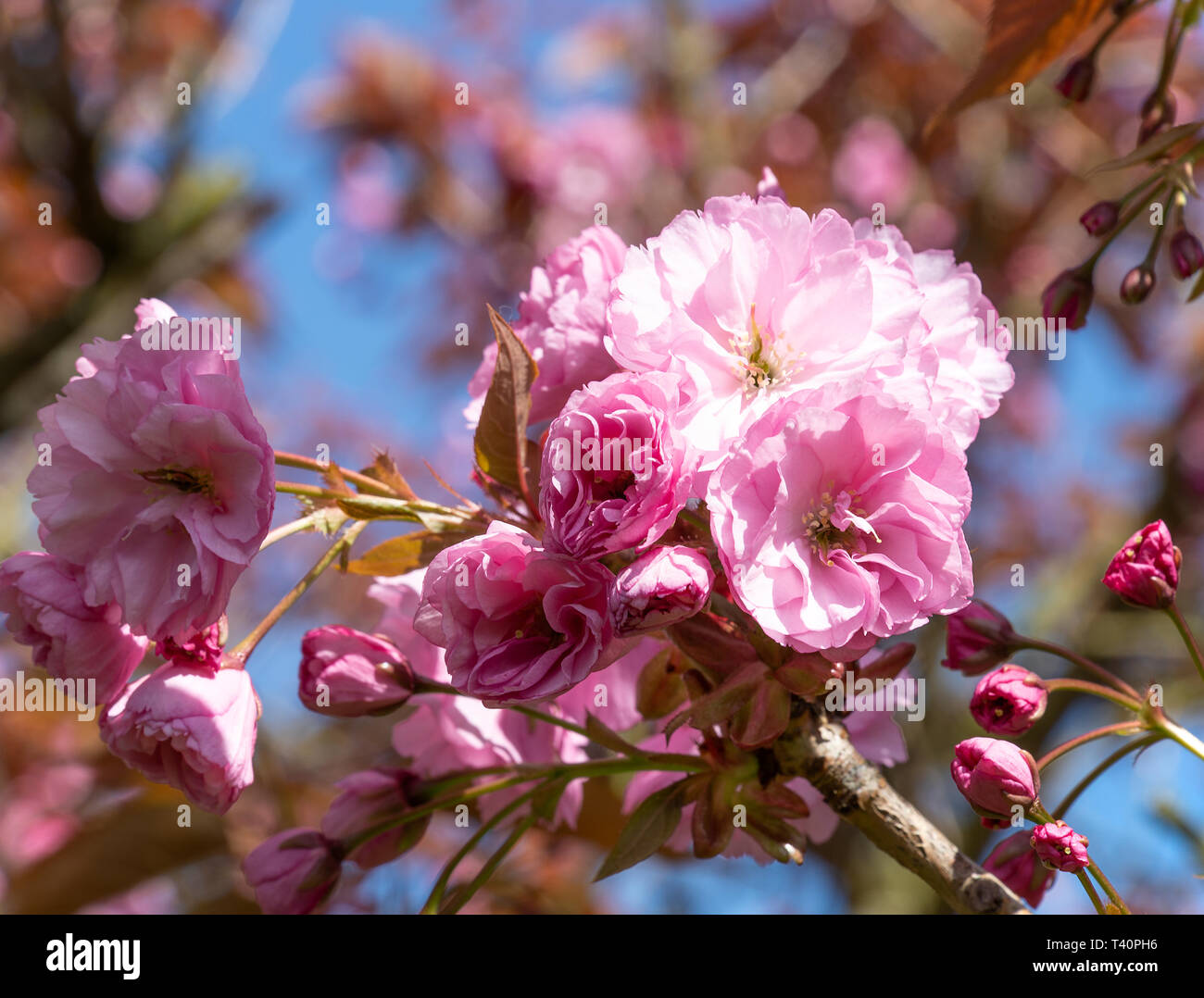 Double Cherry Blossom Flowers Pink Perfection in Full Bloom on a ...