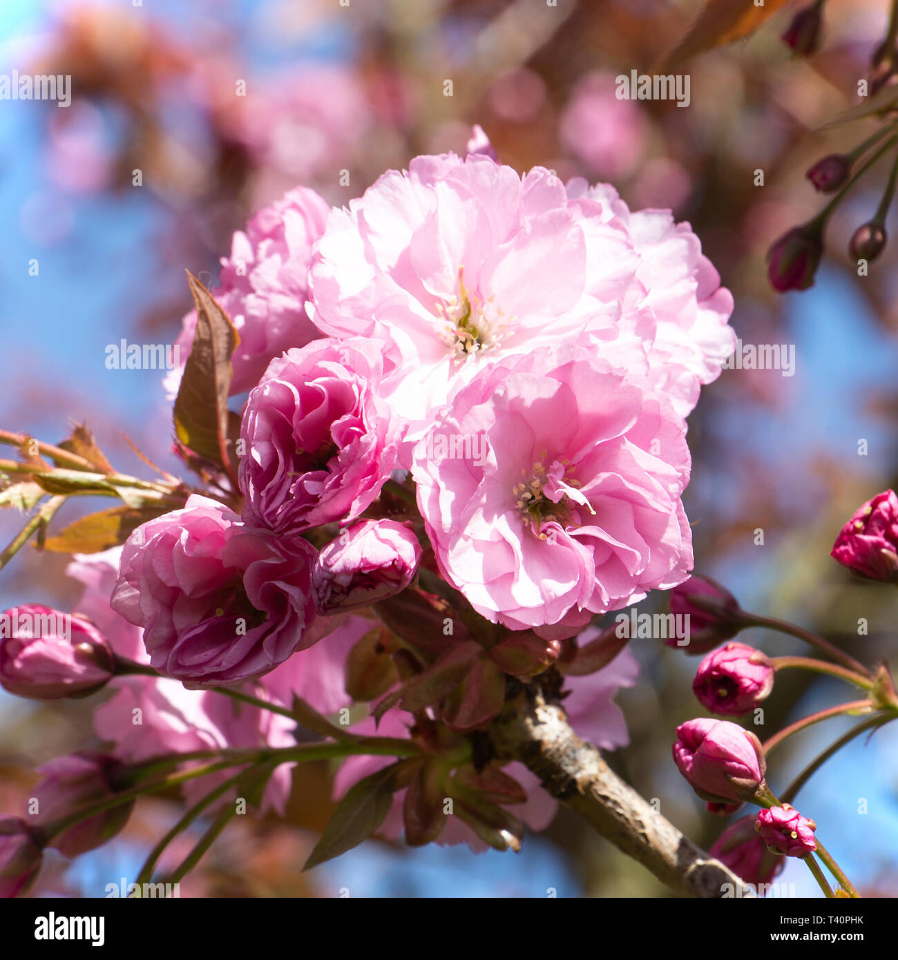 Double Cherry Blossom Flowers Pink Perfection in Full Bloom on a Cherry ...