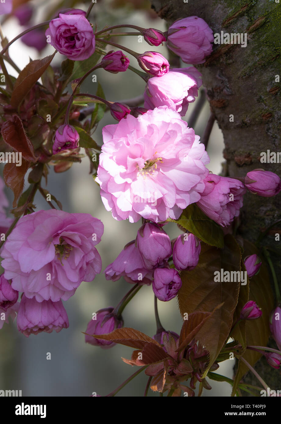 Double Cherry Blossom Flowers Pink Perfection in Full Bloom on a Cherry ...
